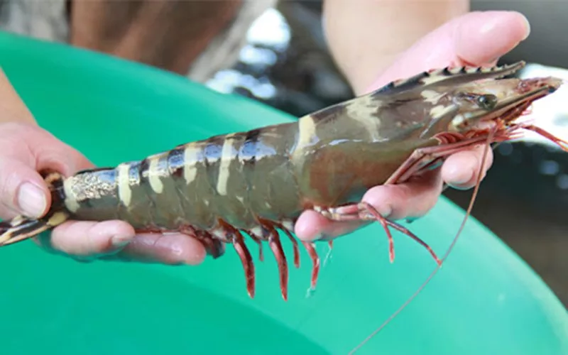 Tìm hiểu 5 yếu tố đặc trưng của Tôm Sú được thực khách trong và ngoài ...